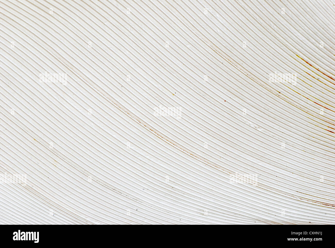 Feather texture hi-res stock photography and images - Alamy