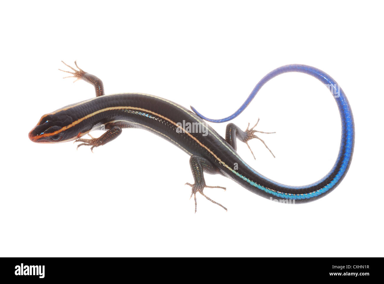 blue tail skink lizard Stock Photo - Alamy