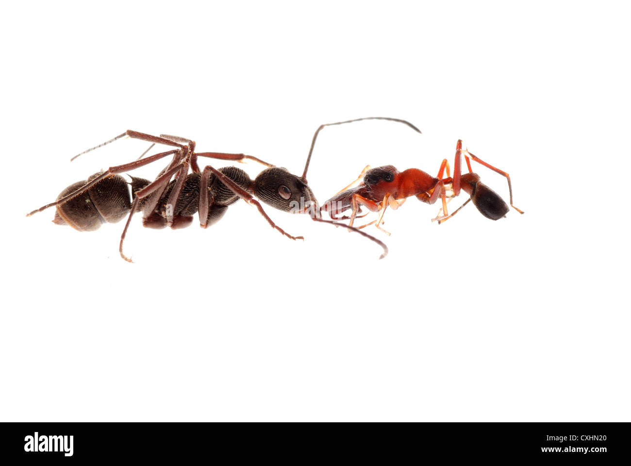 Ant mimic spider hi-res stock photography and images - Alamy