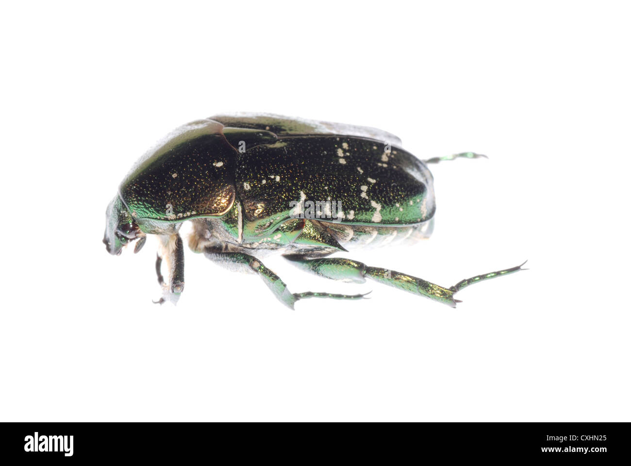 scarab beetle isolated Stock Photo - Alamy