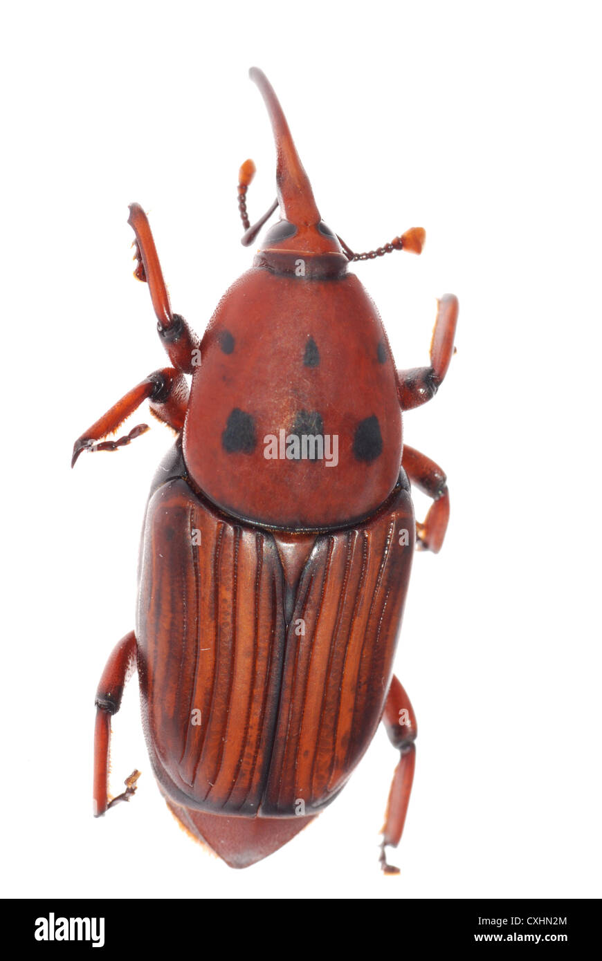 Palm weevil Cut Out Stock Images & Pictures - Alamy