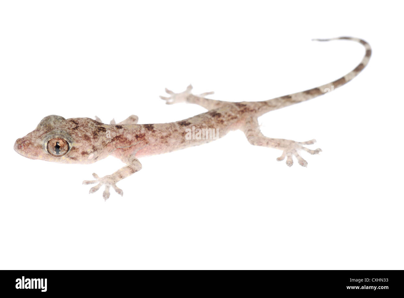 animal chinese gecko Stock Photo - Alamy
