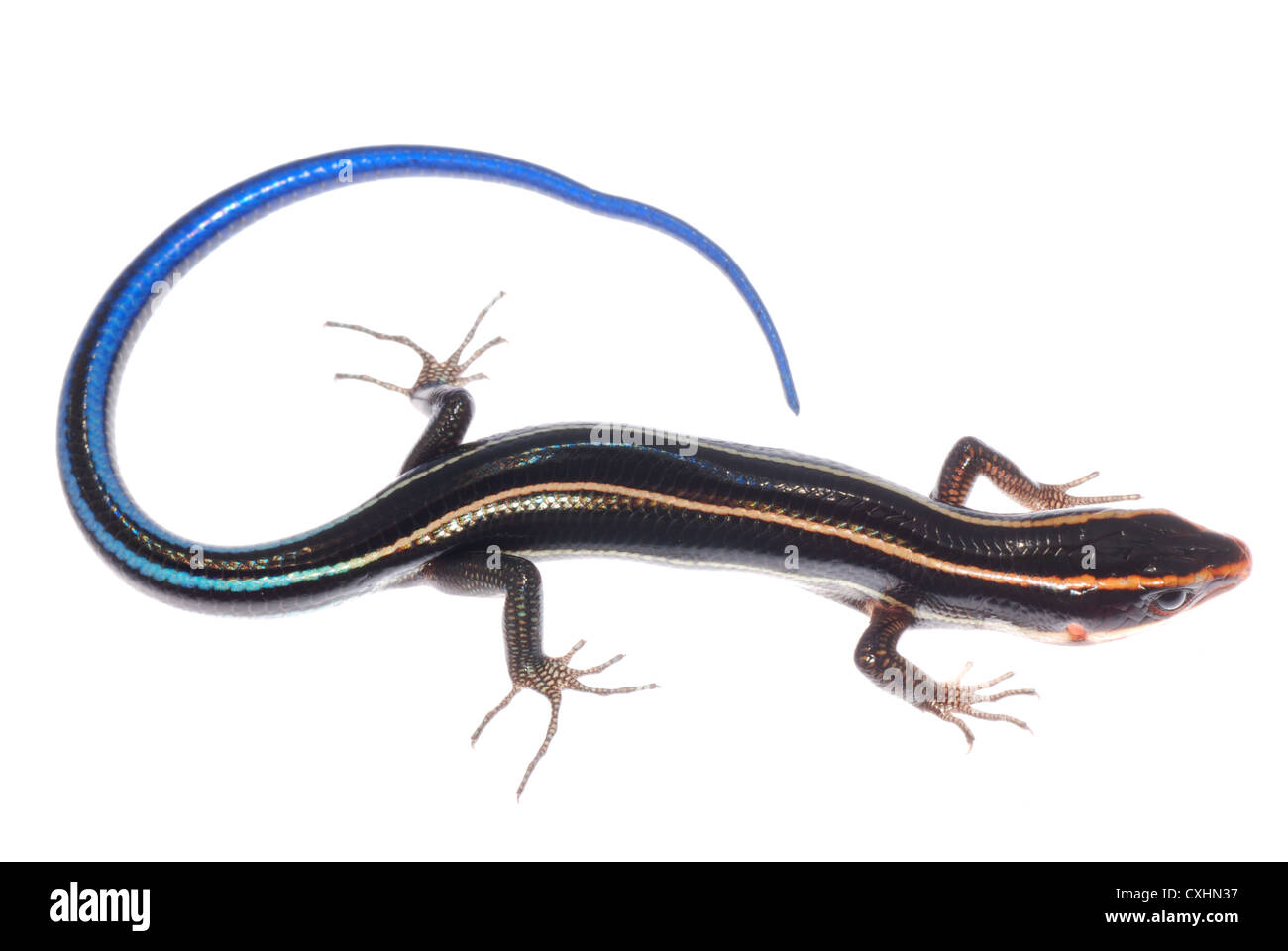 Striped lizard Cut Out Stock Images & Pictures - Alamy