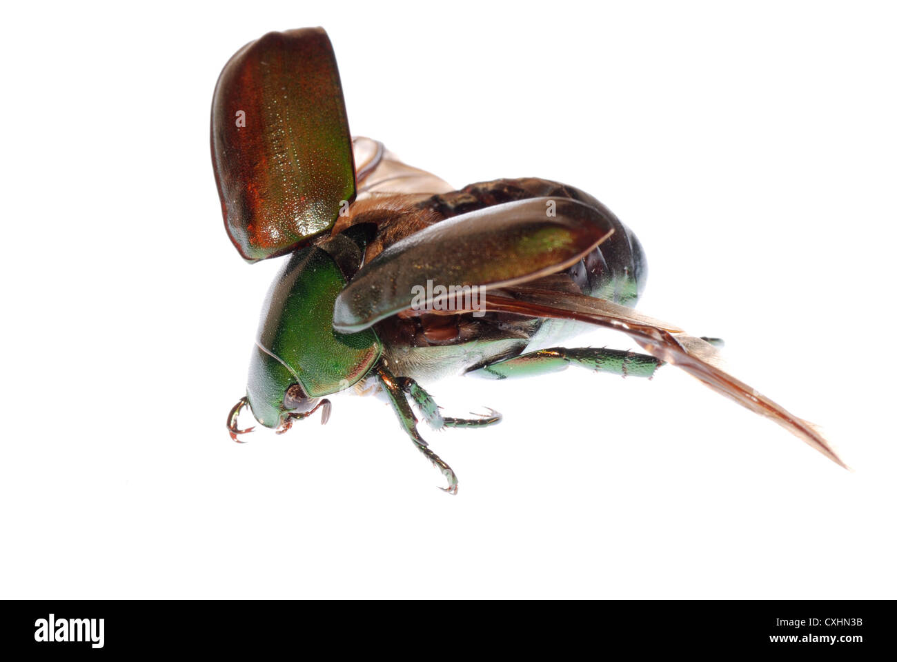 flying green scarab beetle Stock Photo - Alamy