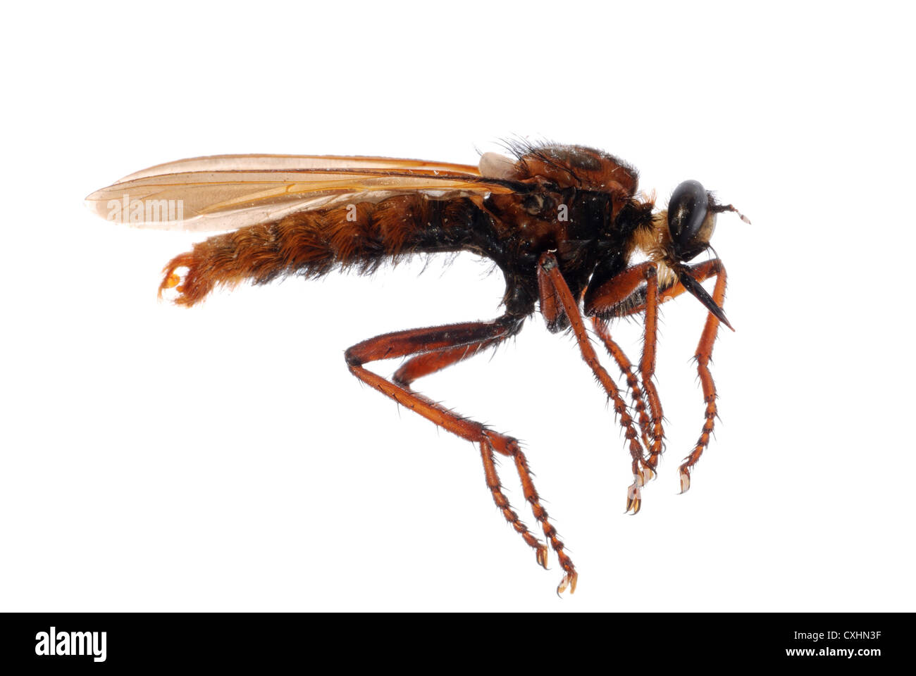 robber fly isolated Stock Photo - Alamy