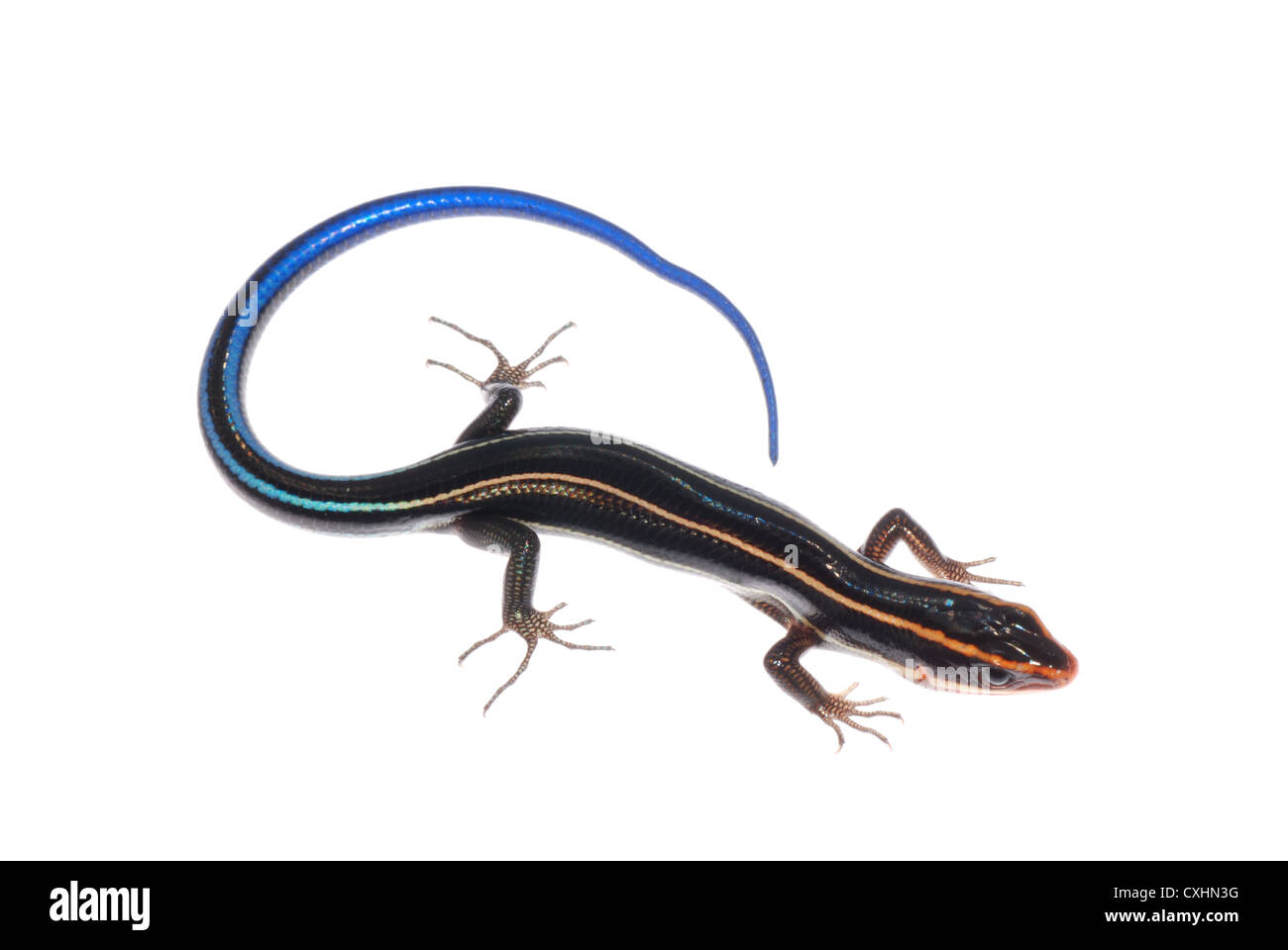 Striped lizard Cut Out Stock Images & Pictures - Alamy