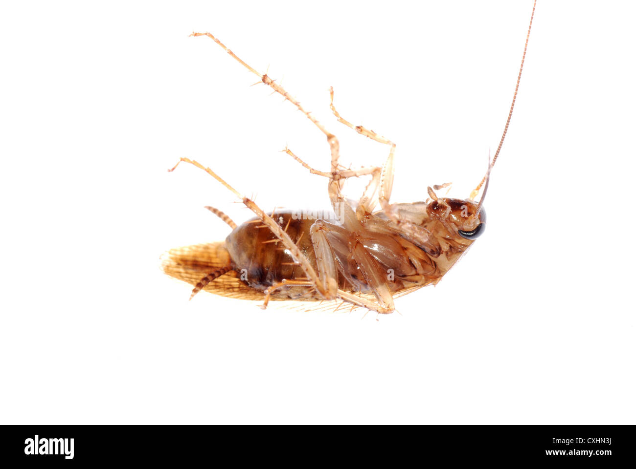 roach bug isolated Stock Photo - Alamy