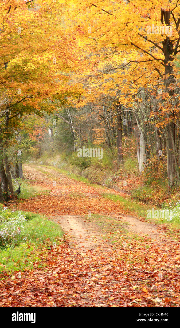 A hen turkey crosses a lonely country road in autumn Stock Photo - Alamy