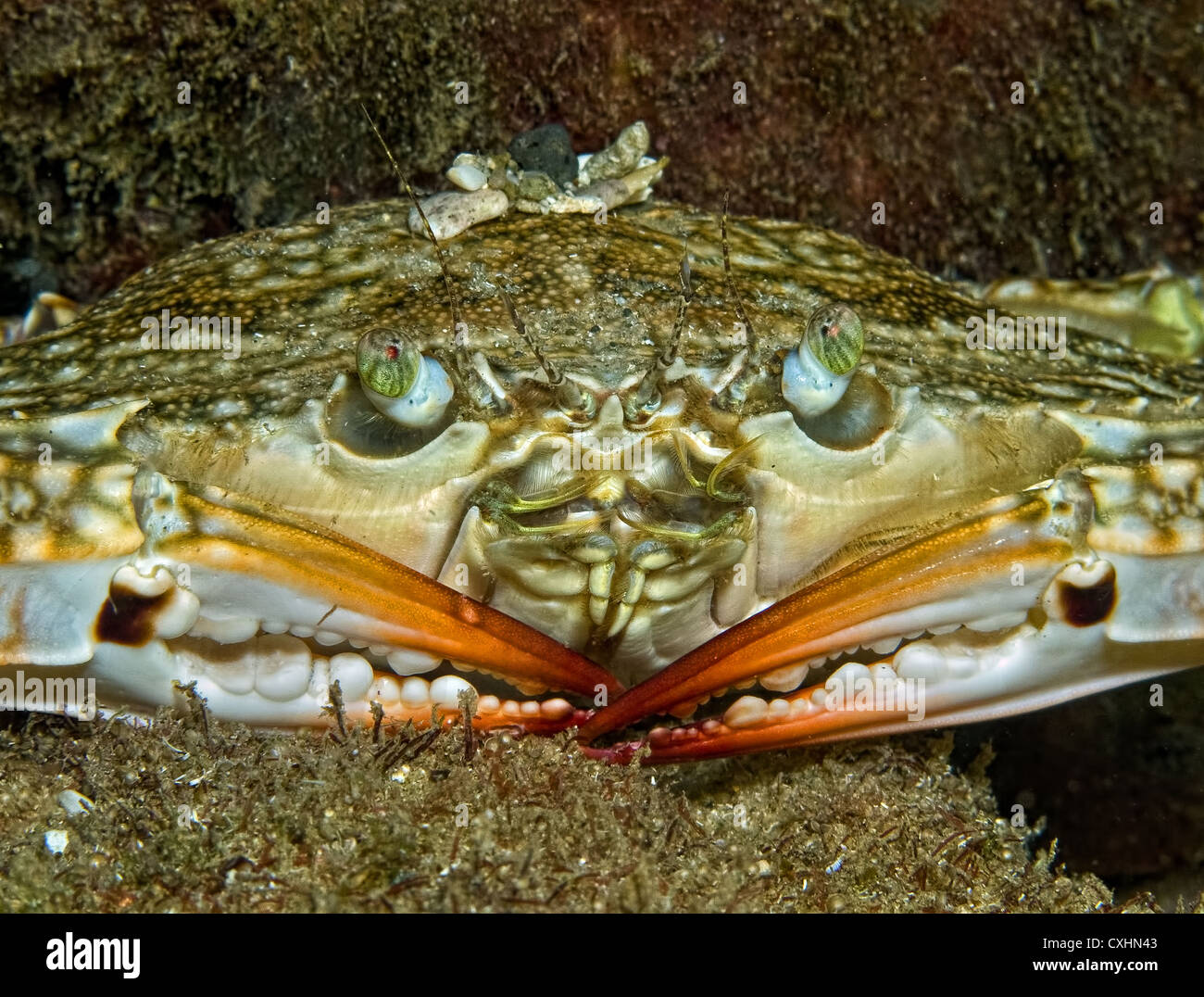 Crab portunus pelagicus hi-res stock photography and images - Alamy