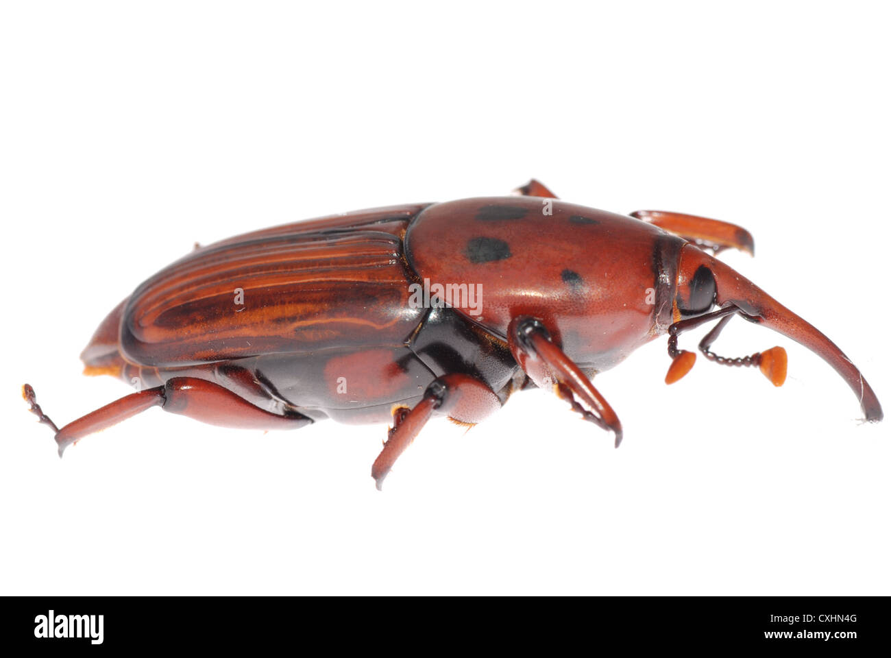weevil snout beetle Stock Photo - Alamy