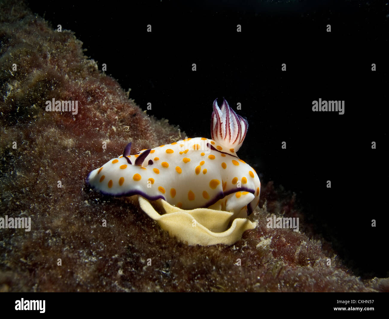 Sea Slug, Laying eggs Stock Photo - Alamy