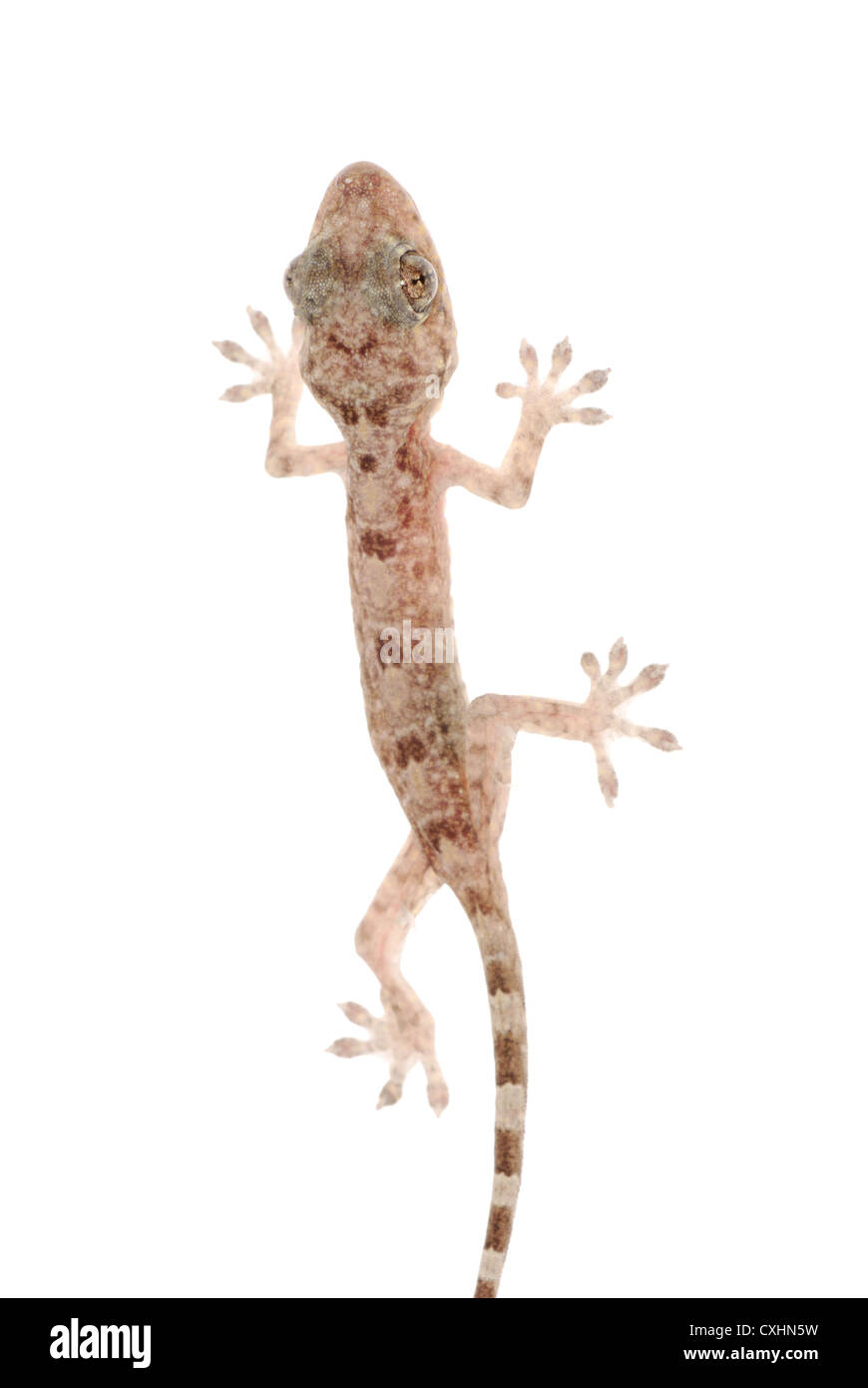animal chinese gecko Stock Photo - Alamy