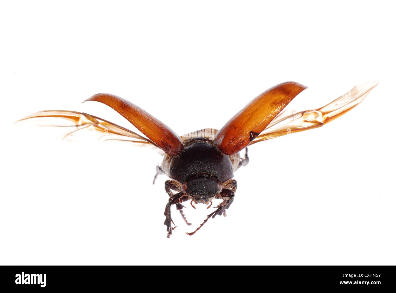 Scarab Beetle Flying