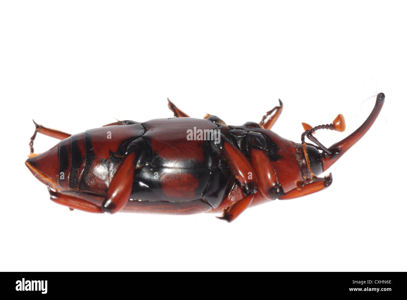 Snout beetle hi-res stock photography and images - Alamy