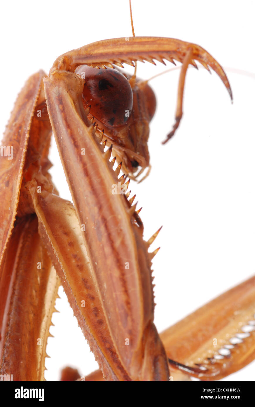 praying mantis head macro Stock Photo - Alamy