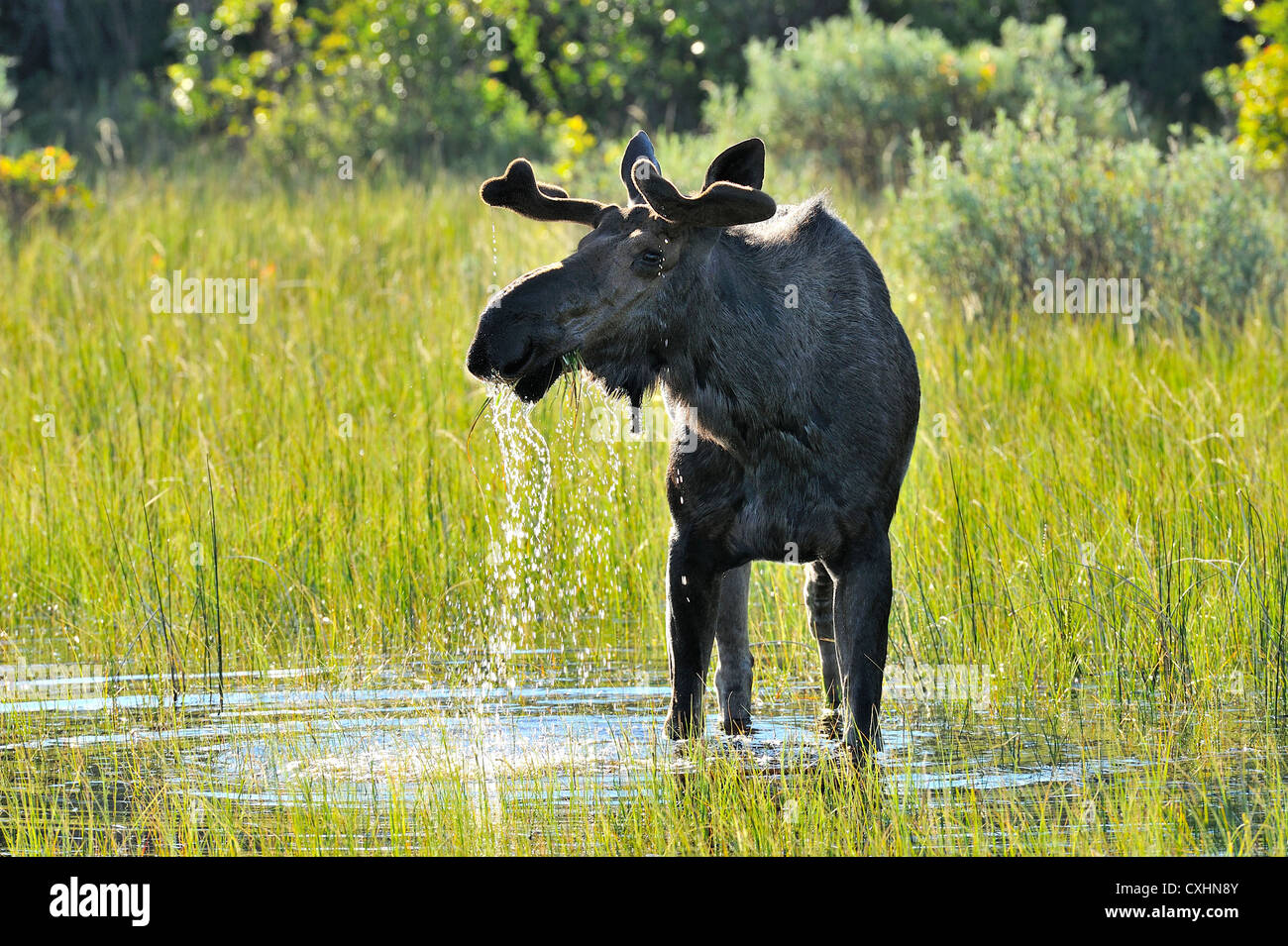 A bull moose standing in water feeding on some wet wild plants and ...