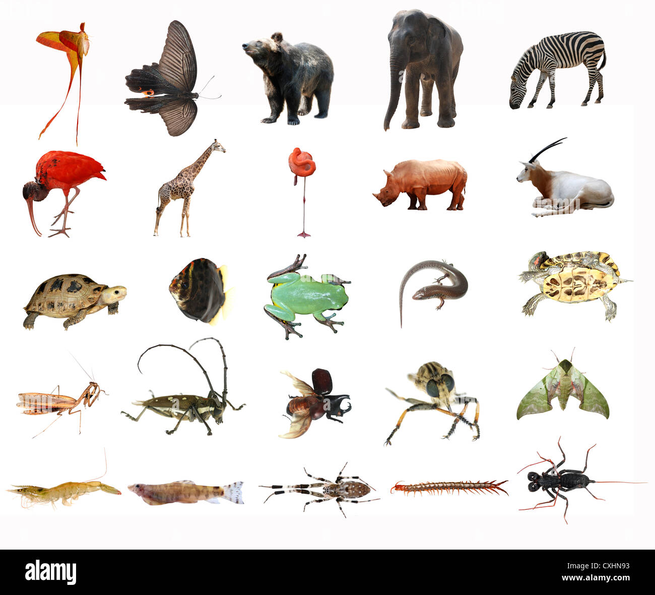 wild animal collection isolated Stock Photo - Alamy