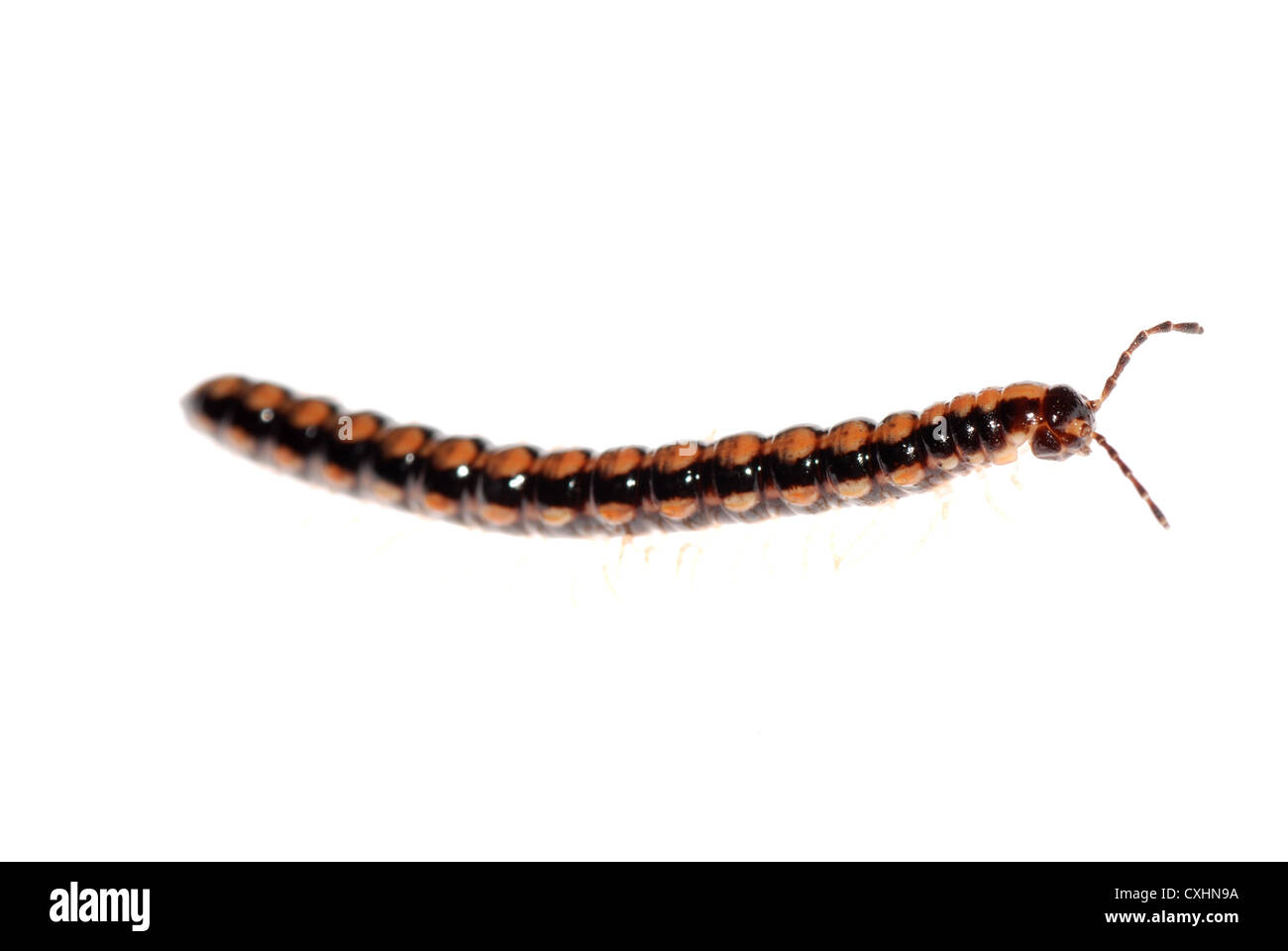 Millipede body hi-res stock photography and images - Alamy