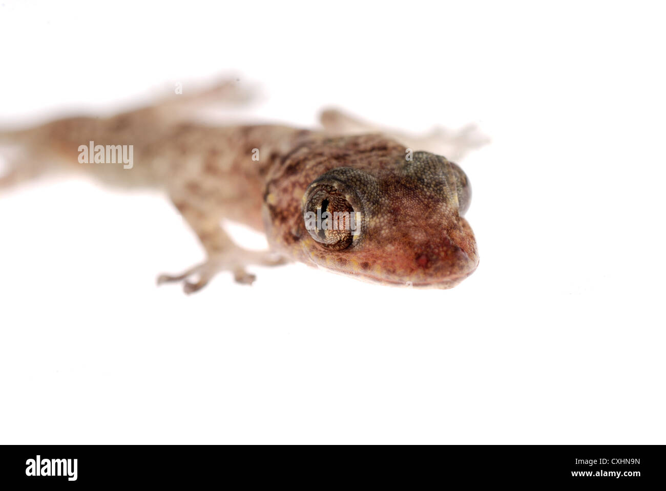 Closeup gecko Cut Out Stock Images & Pictures - Alamy