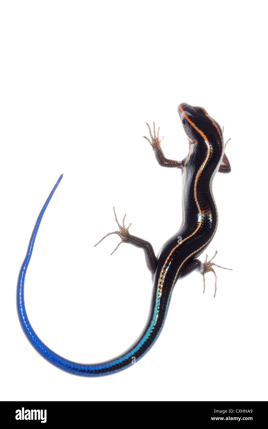 Striped lizard Cut Out Stock Images & Pictures - Alamy