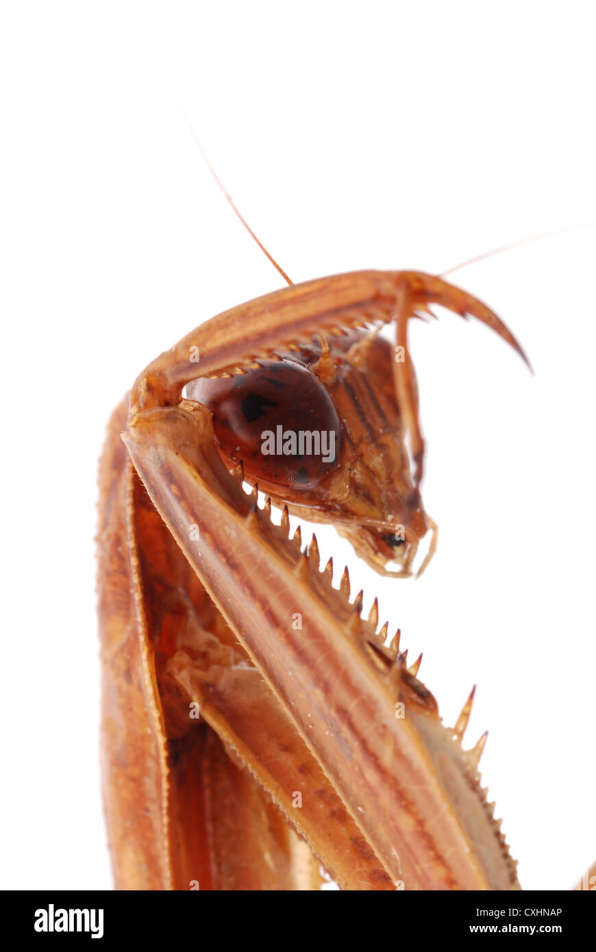 Praying mantis front view hi-res stock photography and images - Alamy