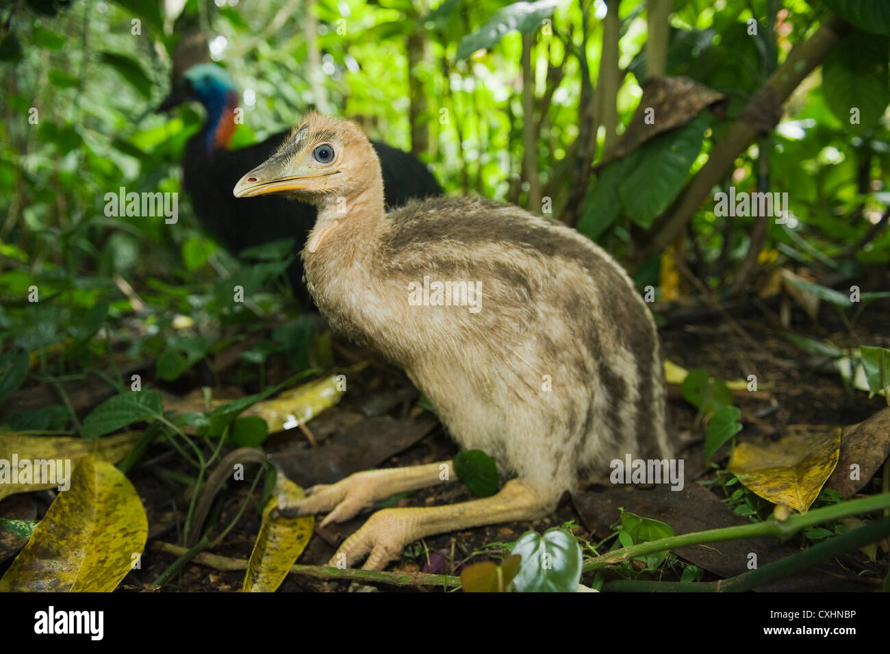 Young baby cassowaries hi-res stock photography and images - Alamy