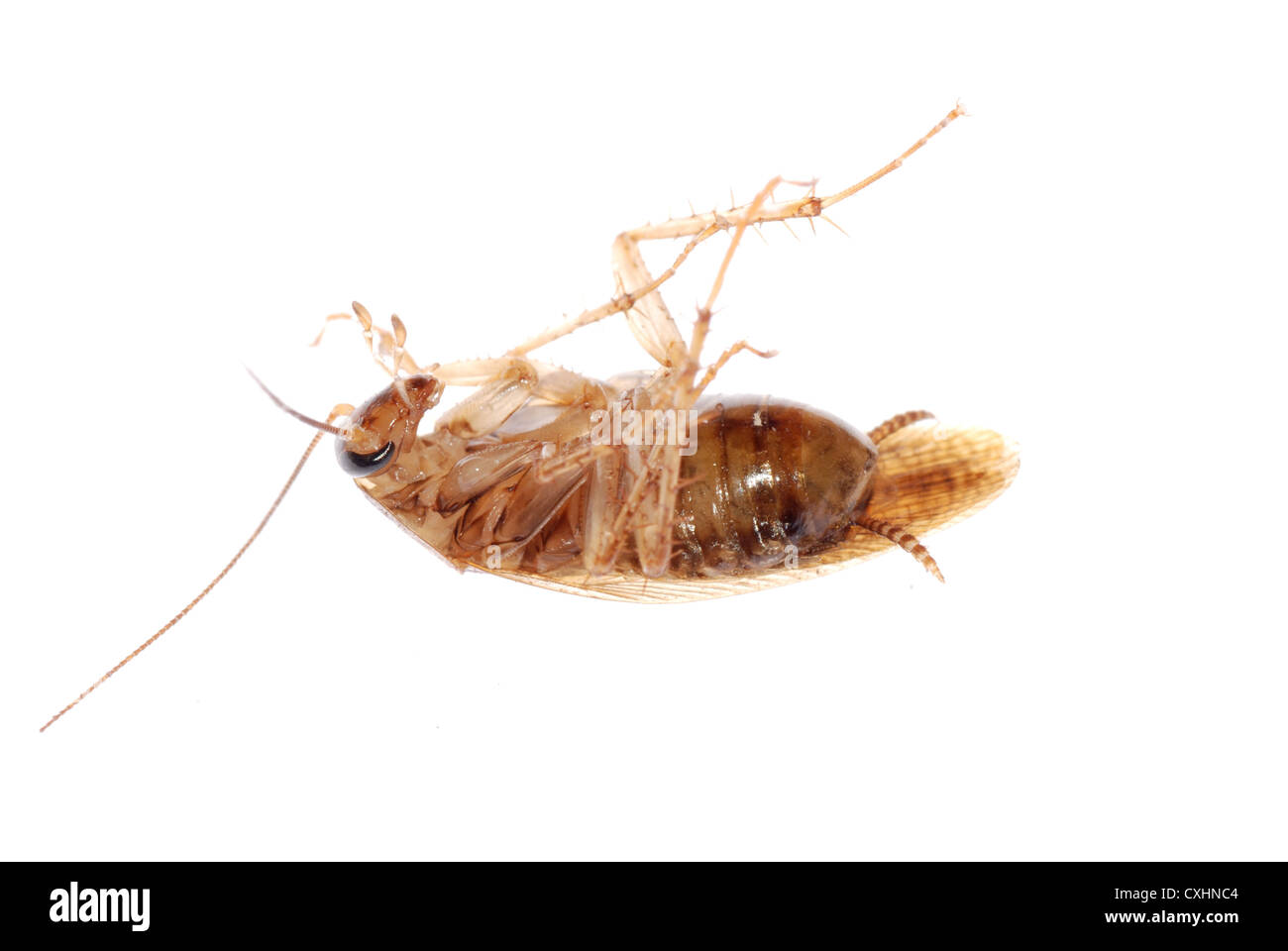roach bug isolated Stock Photo - Alamy