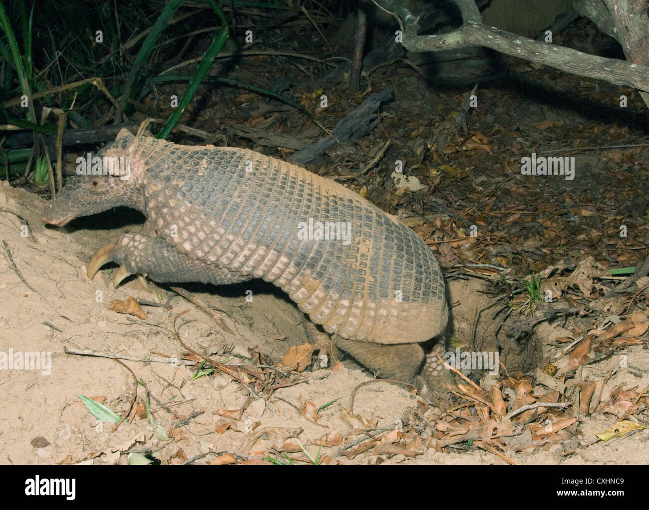 Giant Armadillo (Priodontes maximus) WILD, Pantanal, Brazil Stock Photo ...