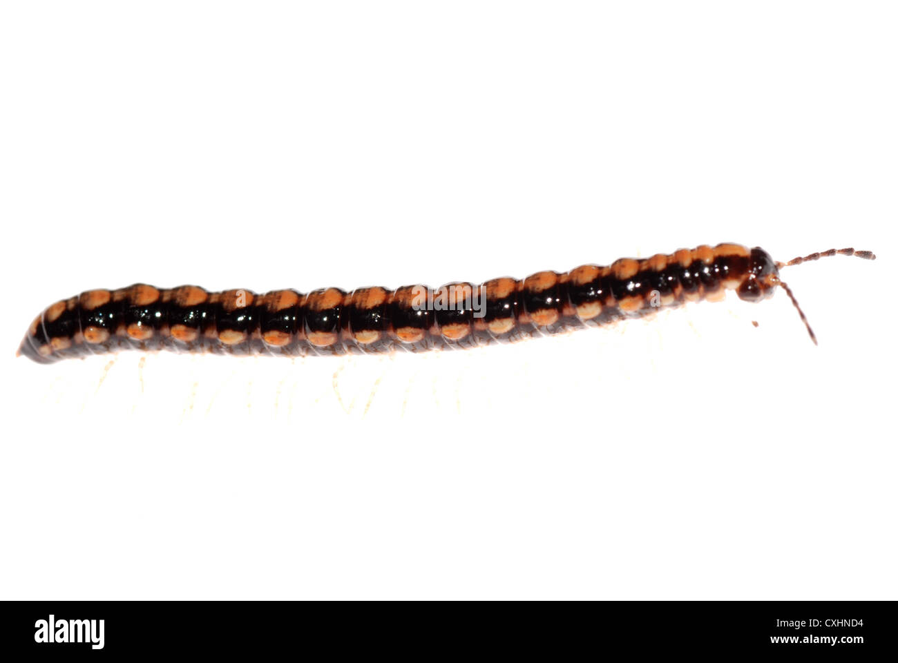 Millipede head hi-res stock photography and images - Alamy