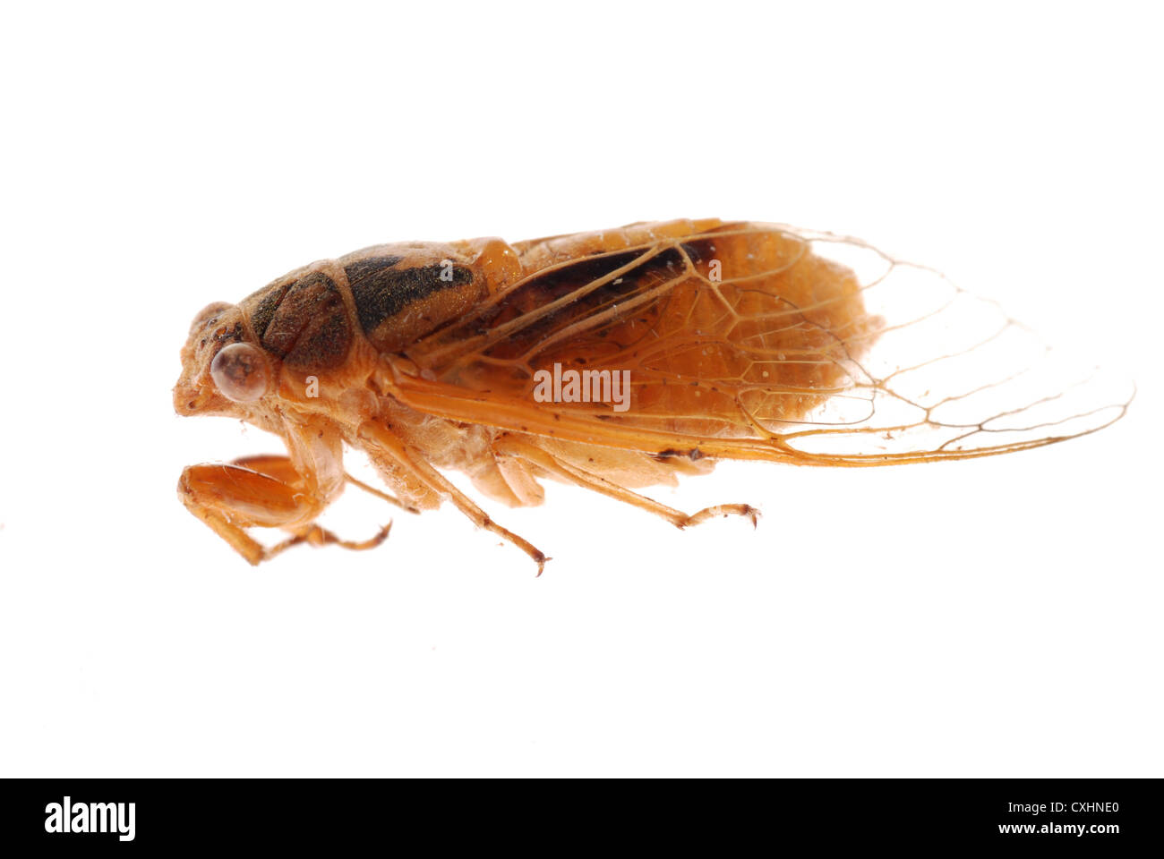 Cicada life cycle hi-res stock photography and images - Alamy