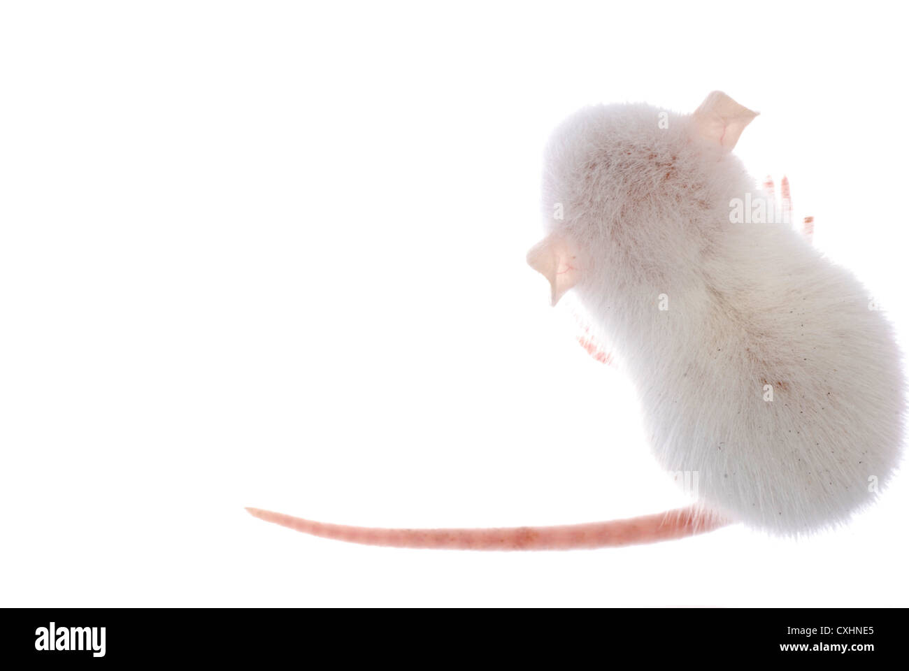 Red eye rat hi-res stock photography and images - Alamy