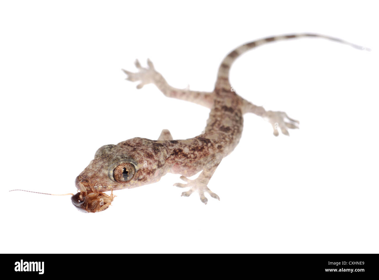 gecko babe eat roach isolated Stock Photo - Alamy