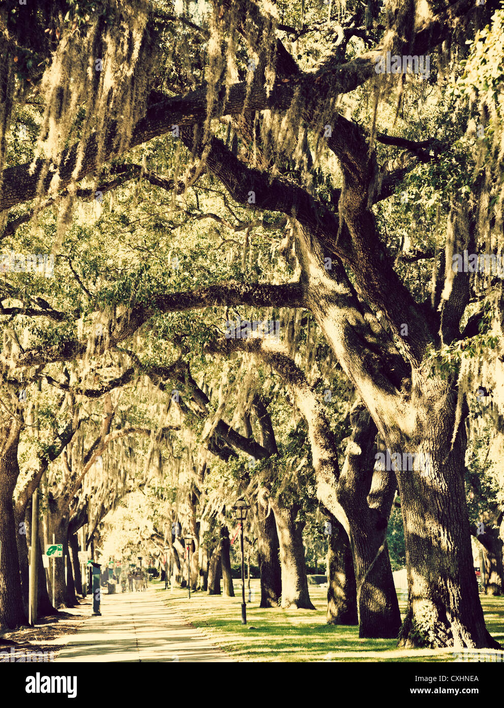 Trees in downtown of Savannah Stock Photo - Alamy