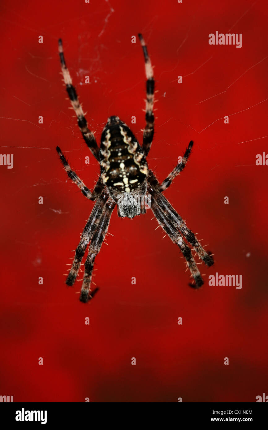 Zebra spider web hi-res stock photography and images - Alamy