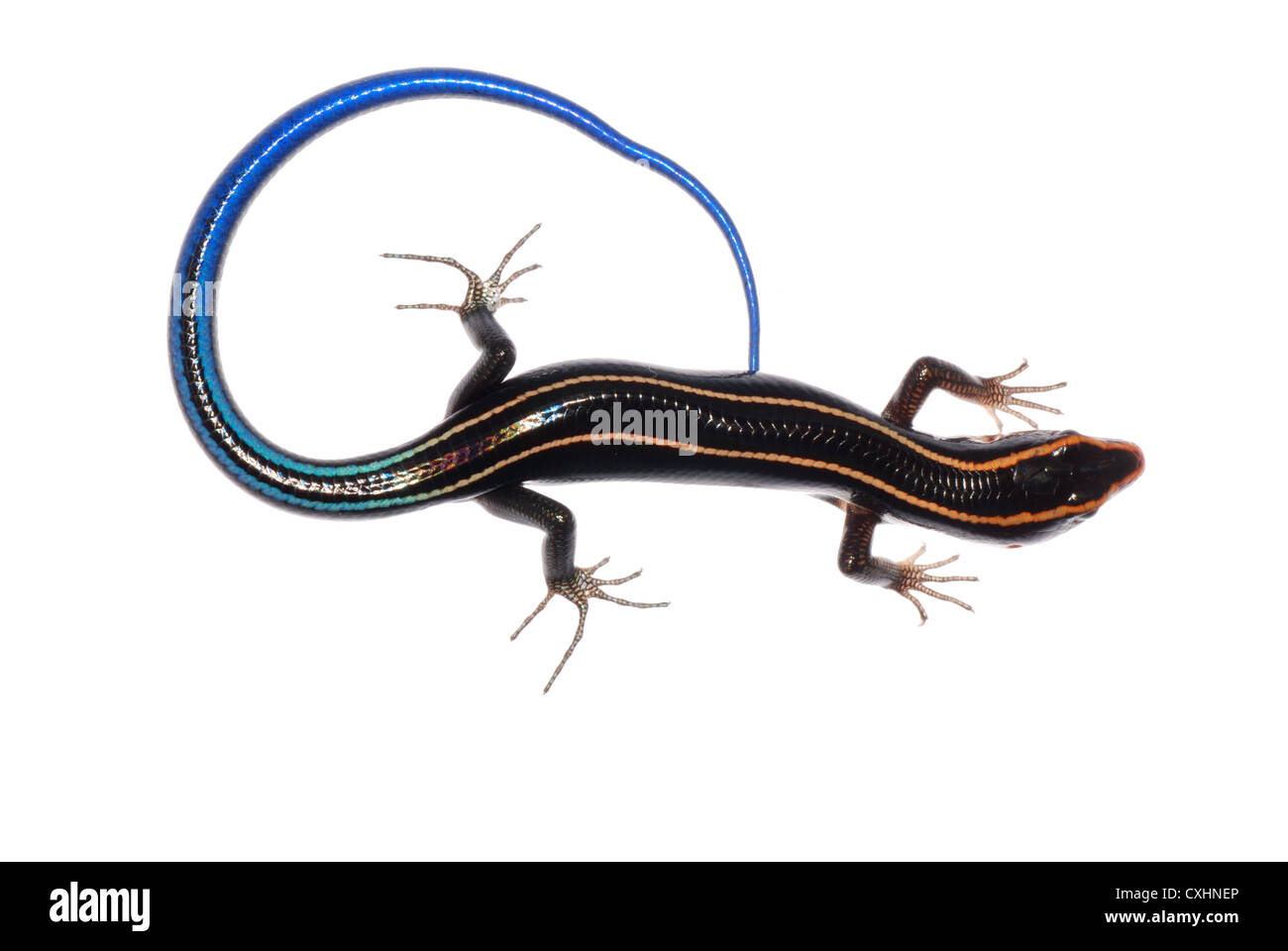 Striped lizard Cut Out Stock Images & Pictures - Alamy