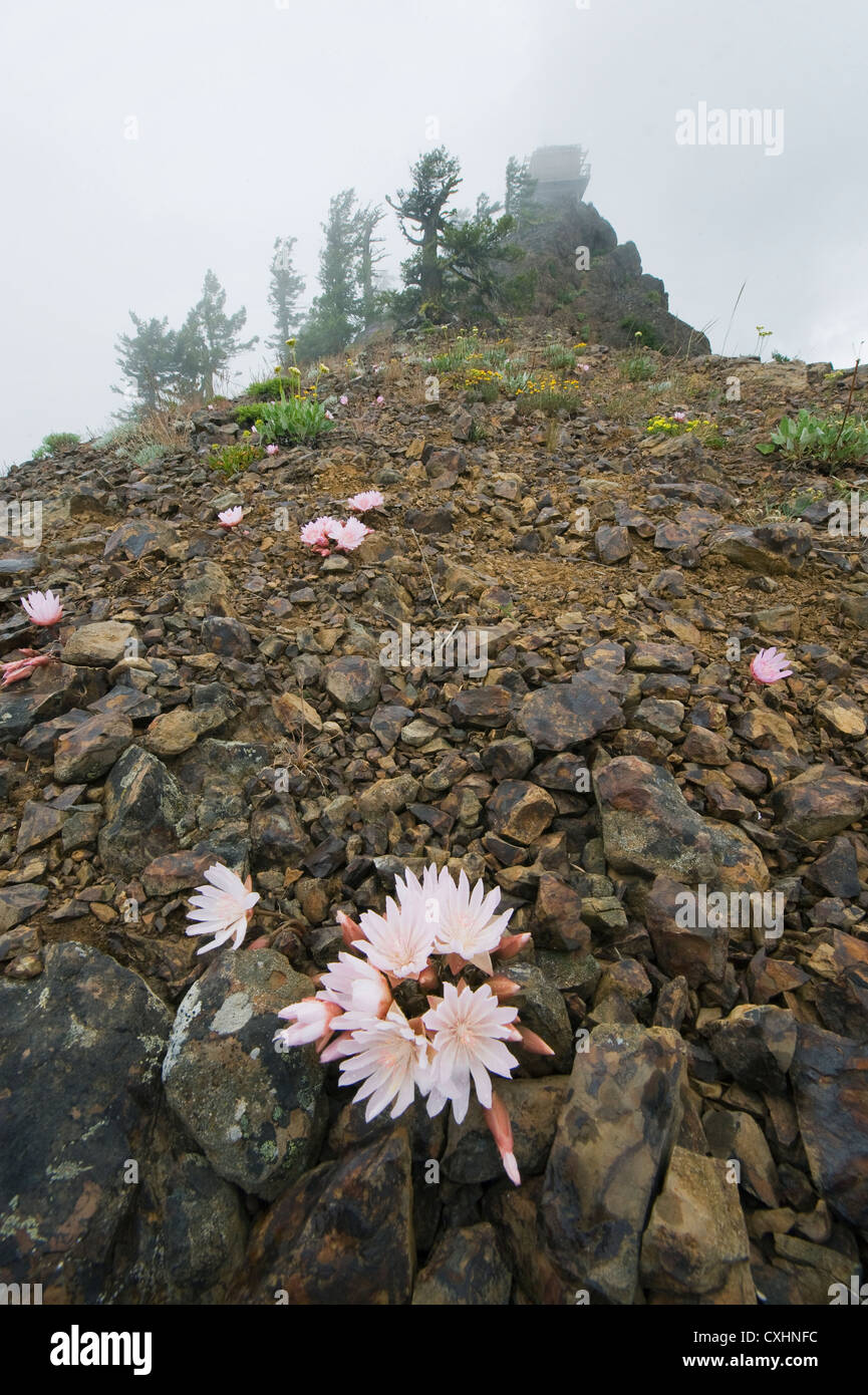 Bitterroot mountains hi-res stock photography and images - Alamy