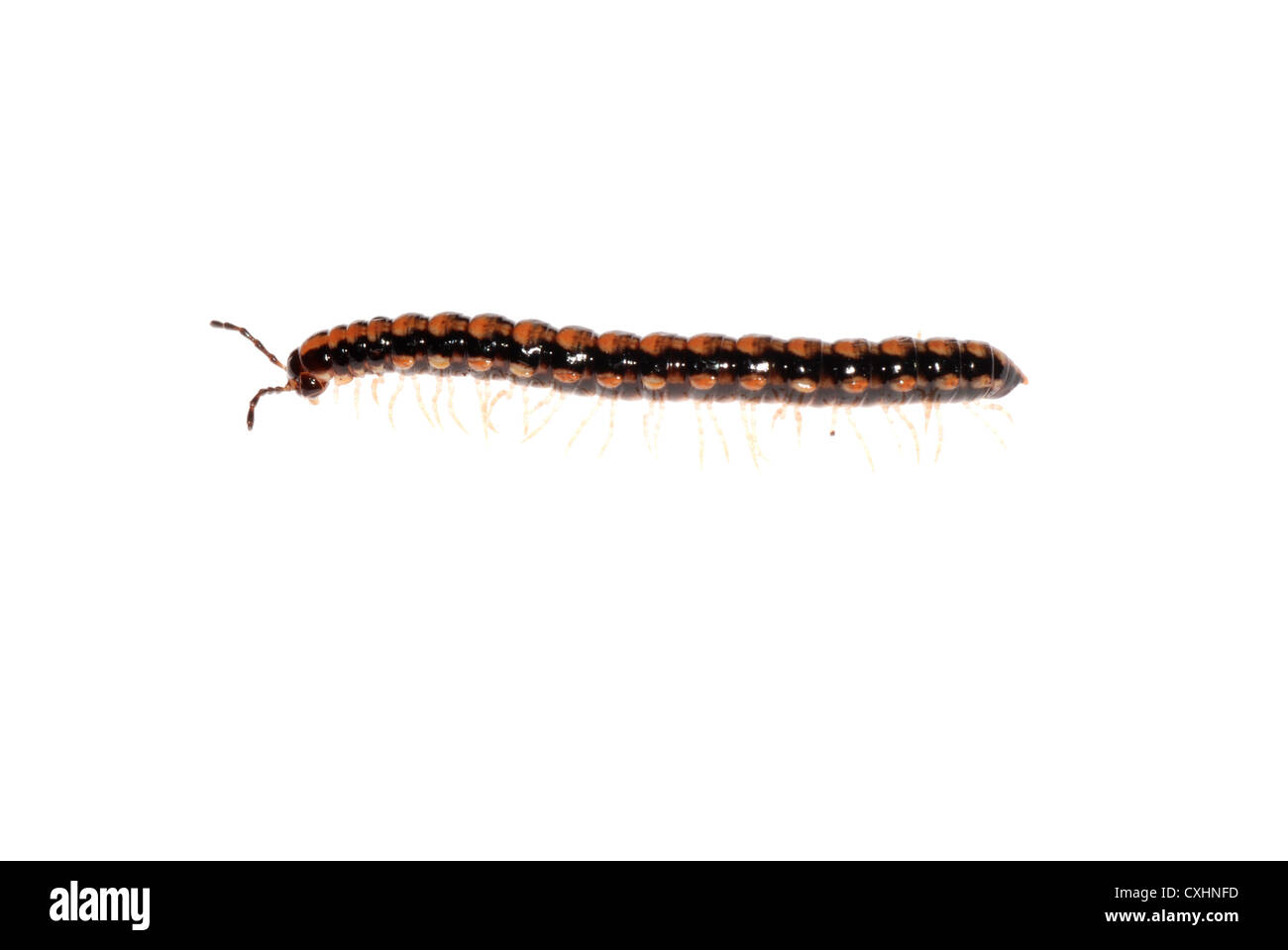 Millipede close up hi-res stock photography and images - Alamy
