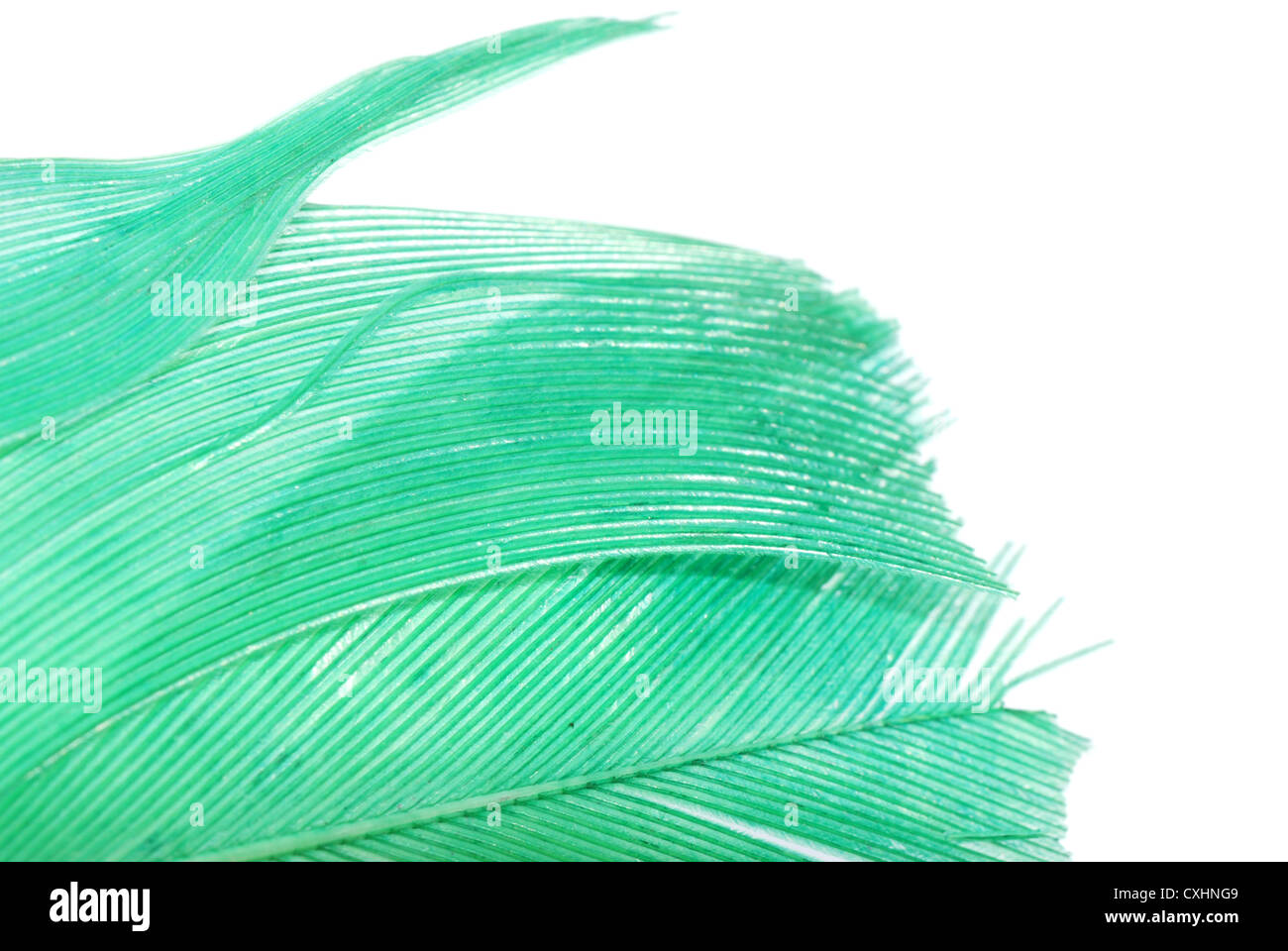 green feather abstract texture background Stock Photo - Alamy