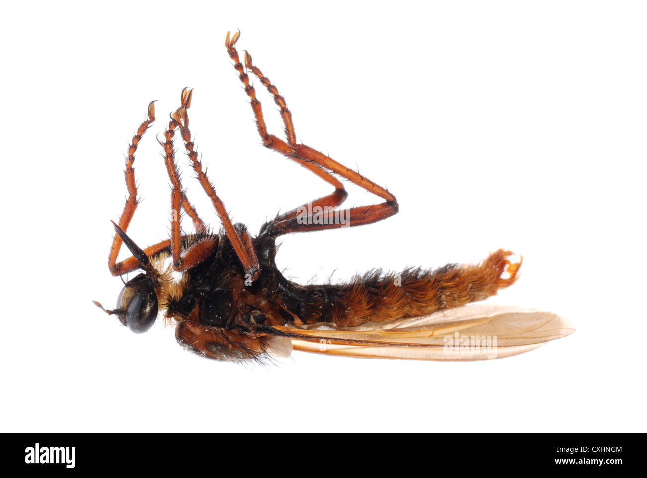 robber fly isolated Stock Photo - Alamy