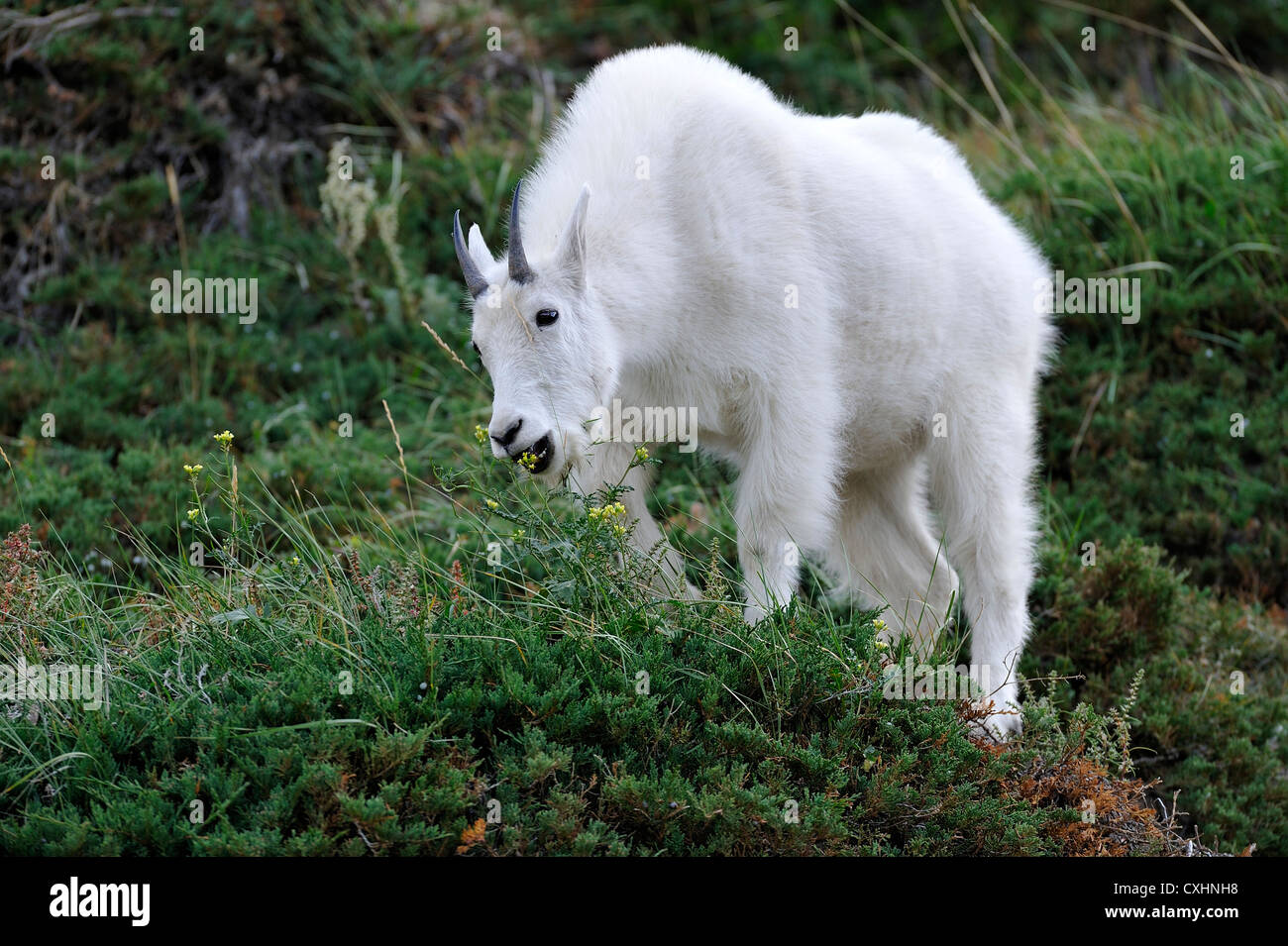 A mountain goat, Oreamnos americanus, feeding on wild flowers Stock ...