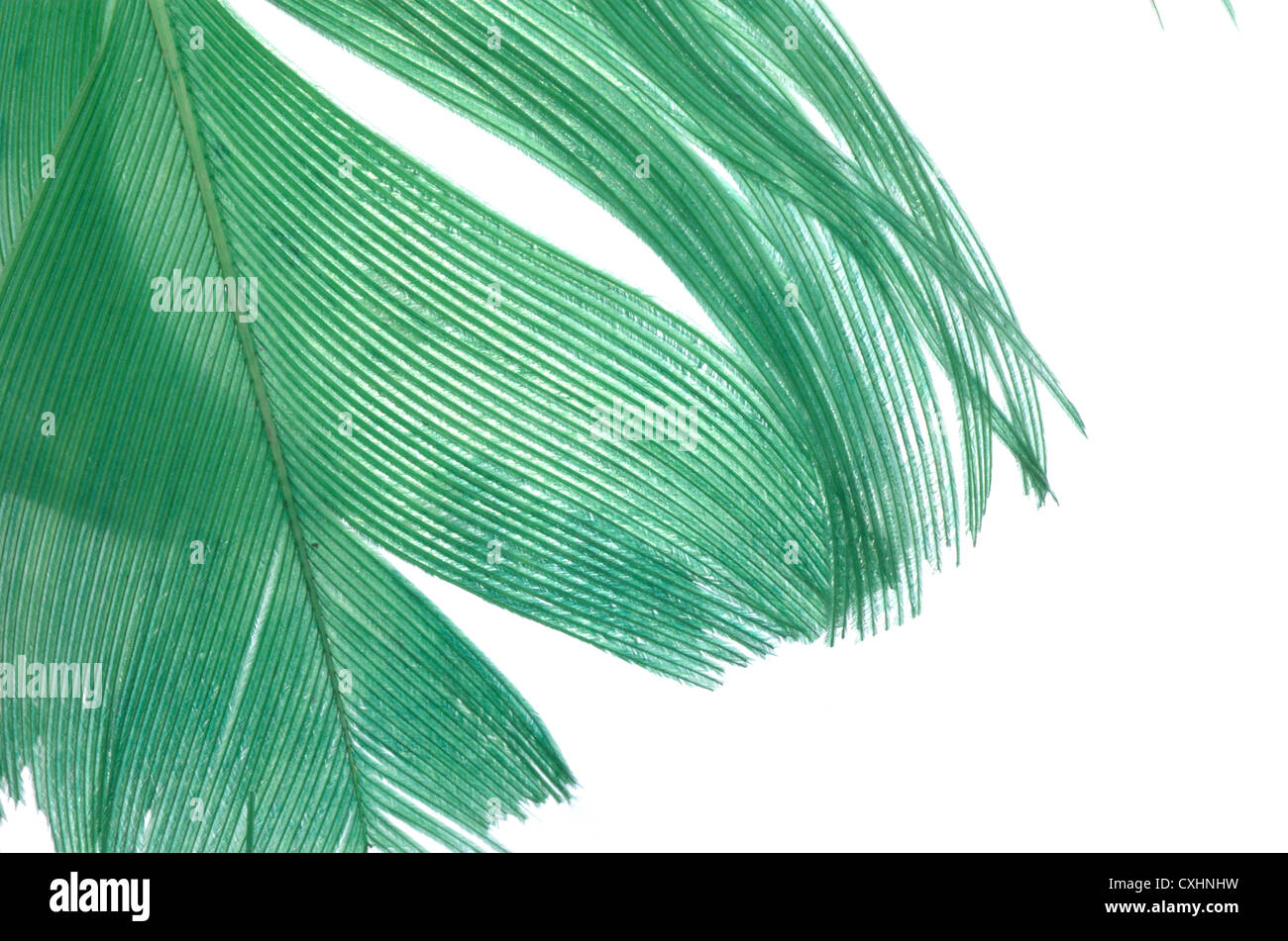 green feather abstract texture background Stock Photo - Alamy