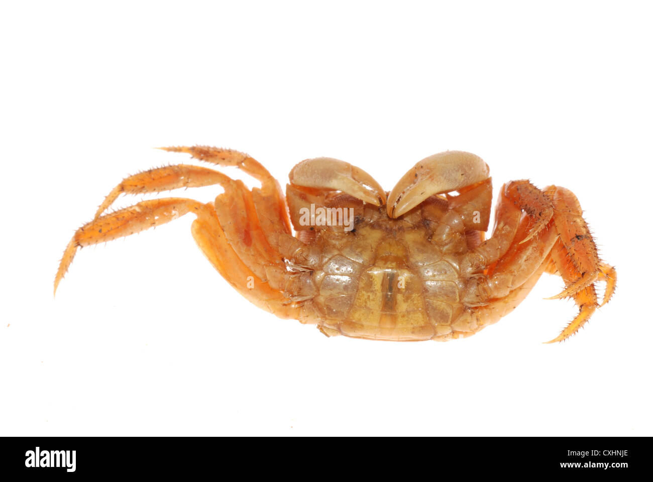 Crab macro Cut Out Stock Images & Pictures - Alamy