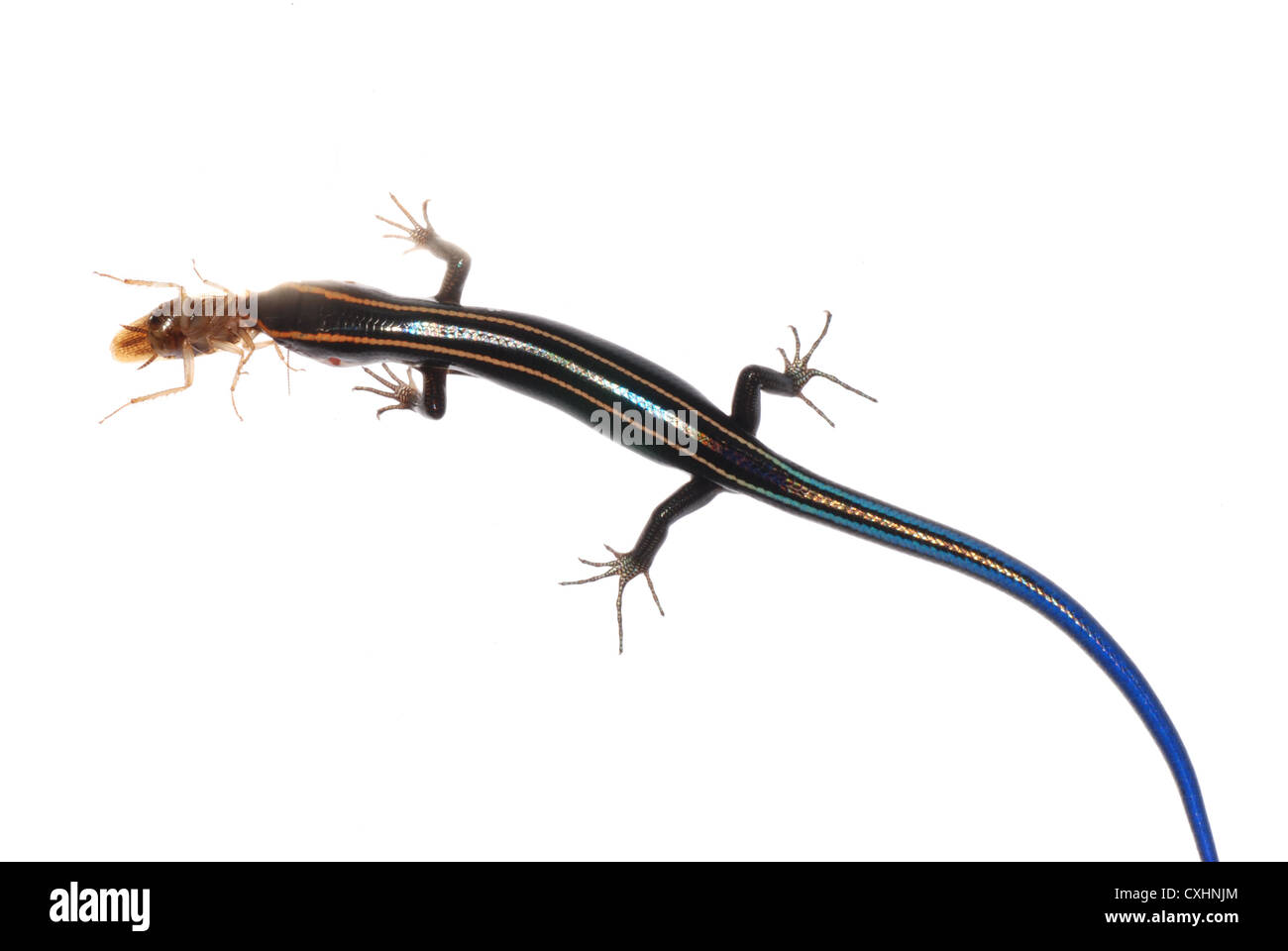 Eat lizard hi-res stock photography and images - Alamy