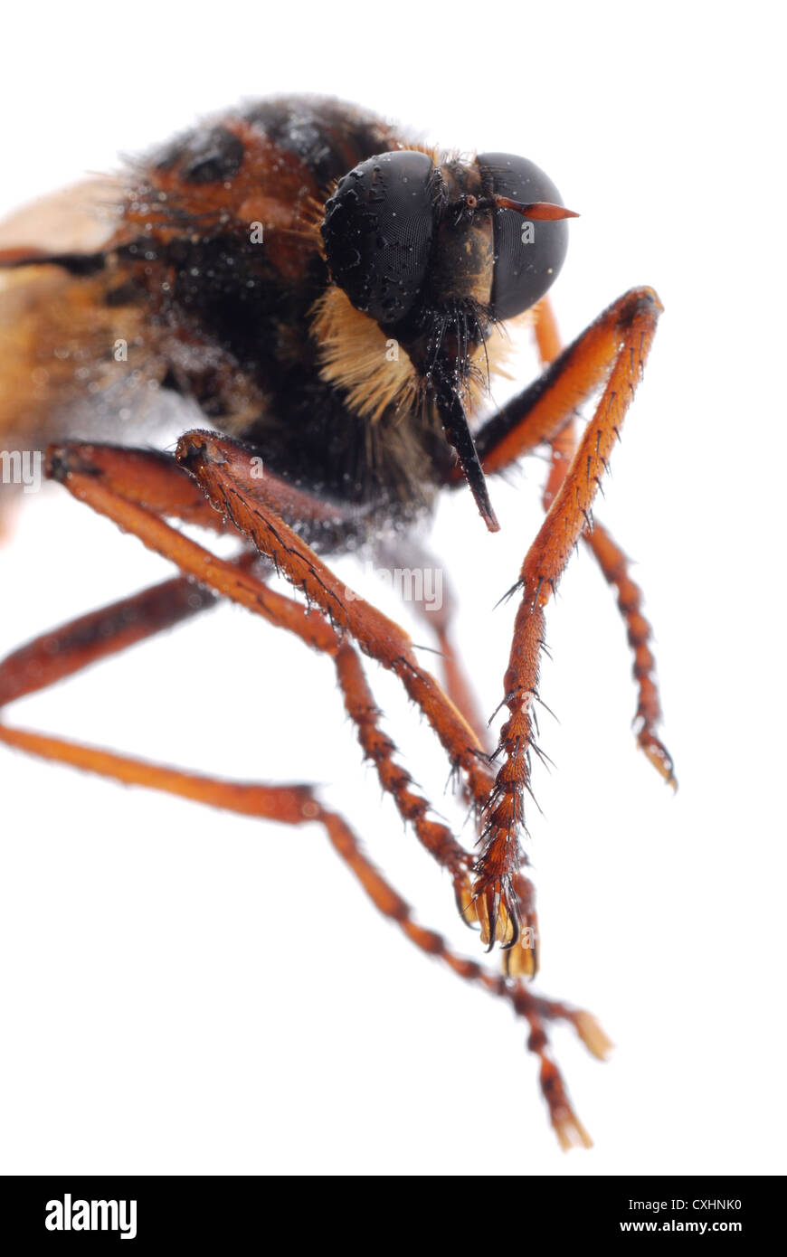 robber fly isolated Stock Photo - Alamy