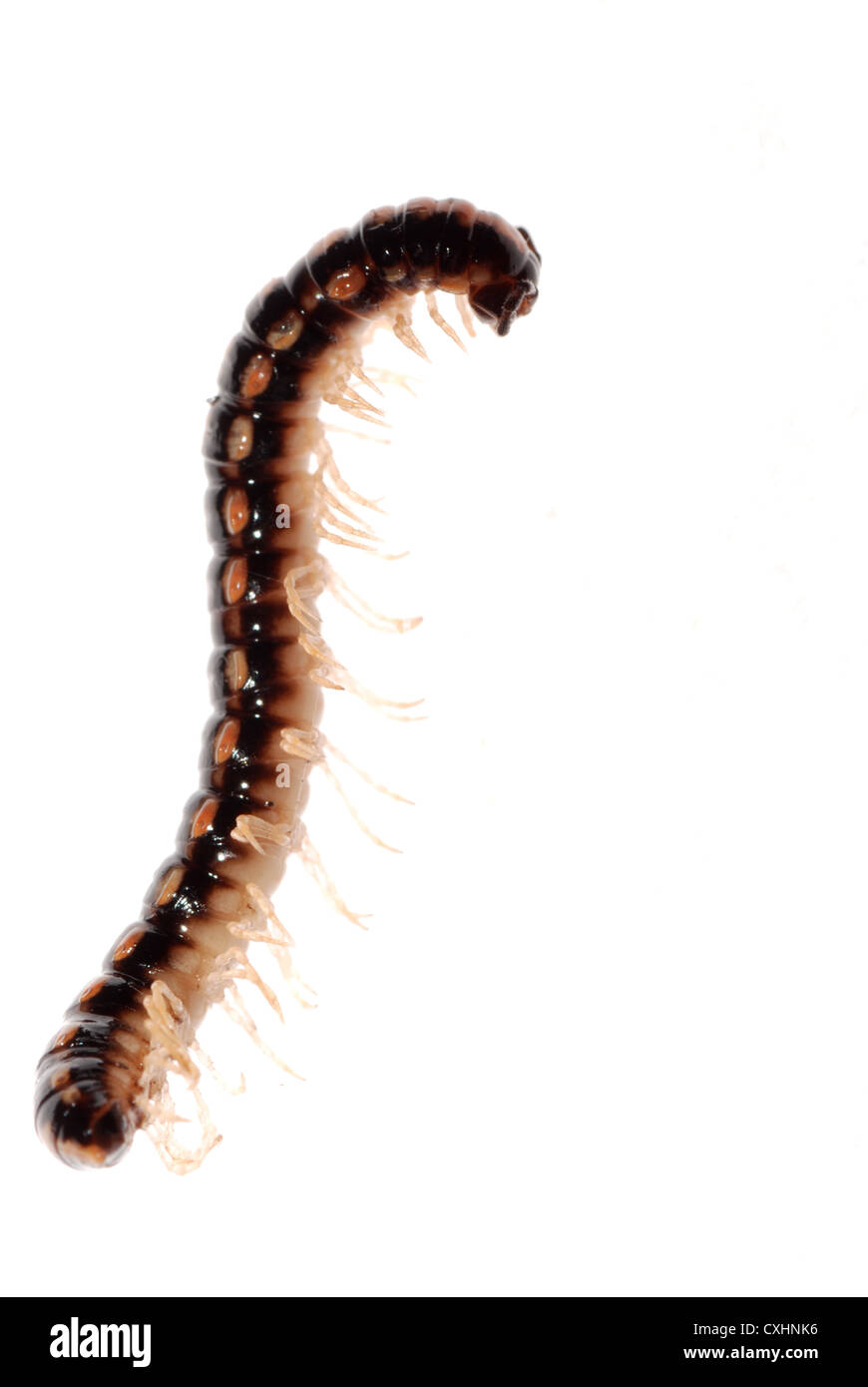 Millipede legs Cut Out Stock Images & Pictures - Alamy