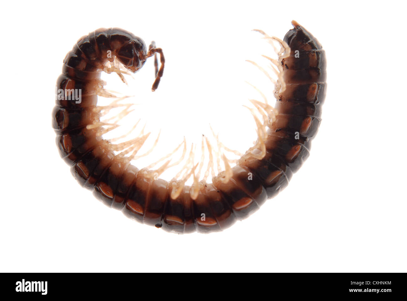 Millipede body hi-res stock photography and images - Alamy