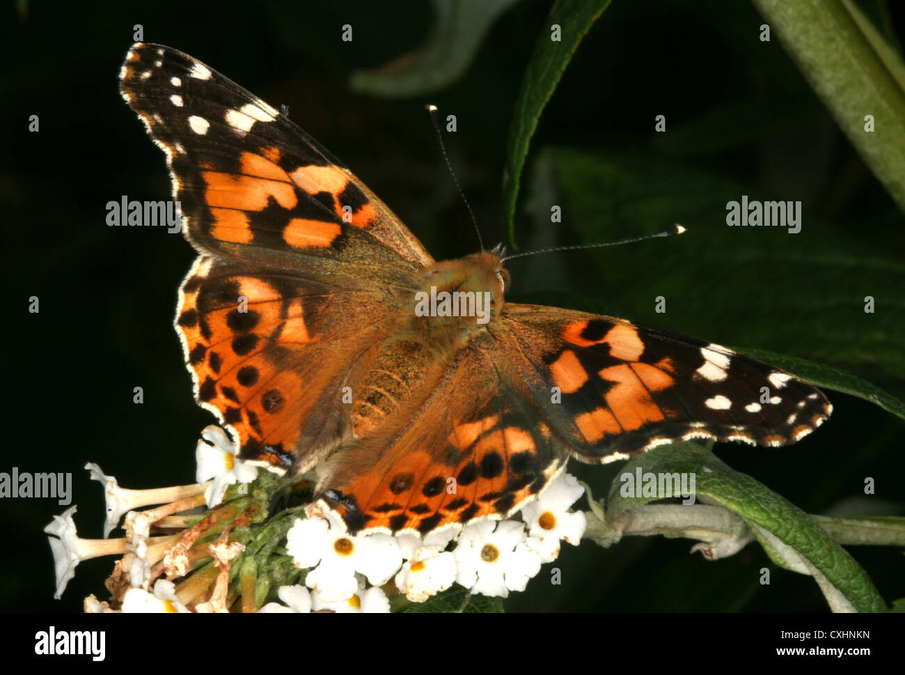 Two painted lady butterflies hi-res stock photography and images - Alamy
