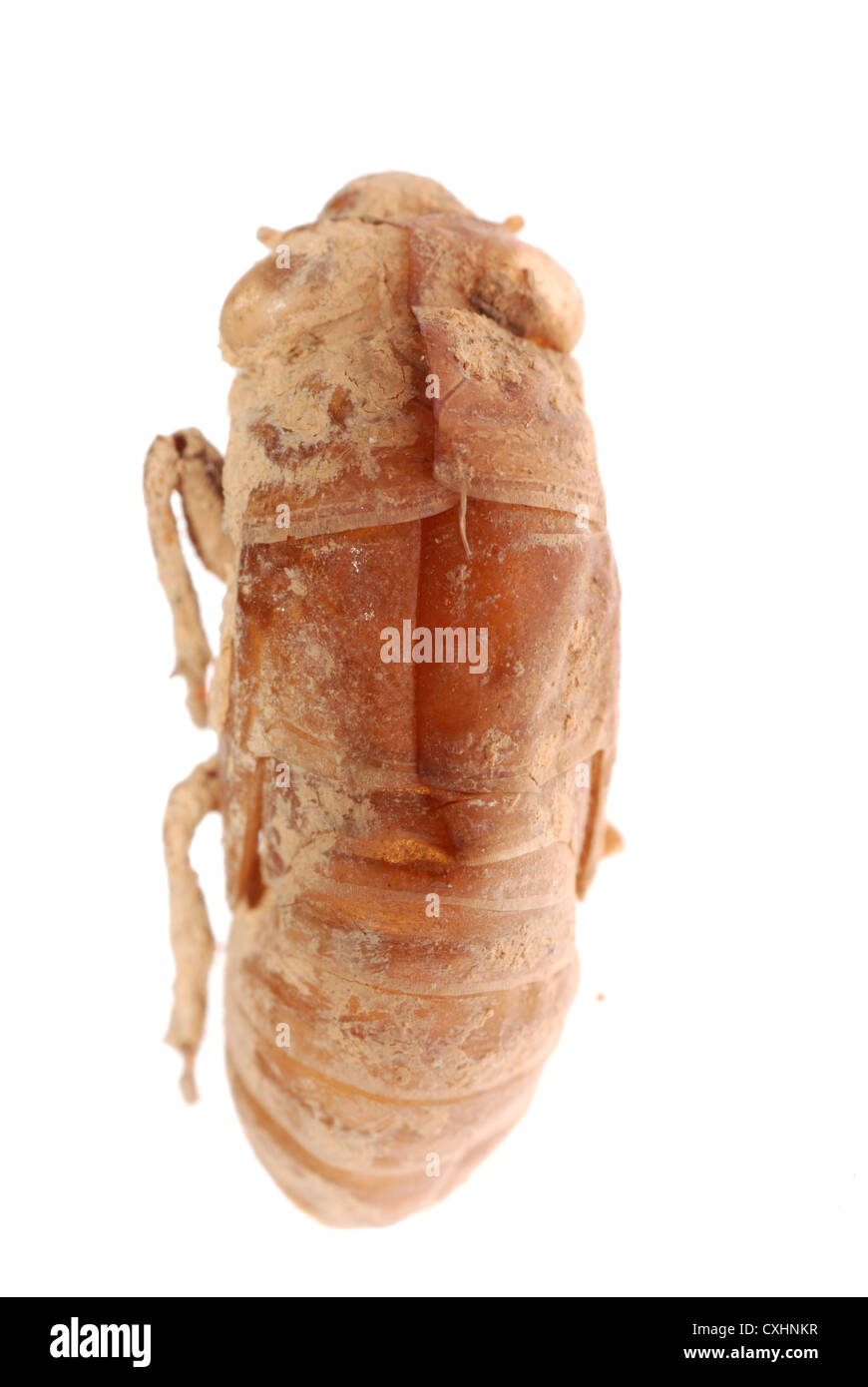 Cicada life cycle hi-res stock photography and images - Alamy