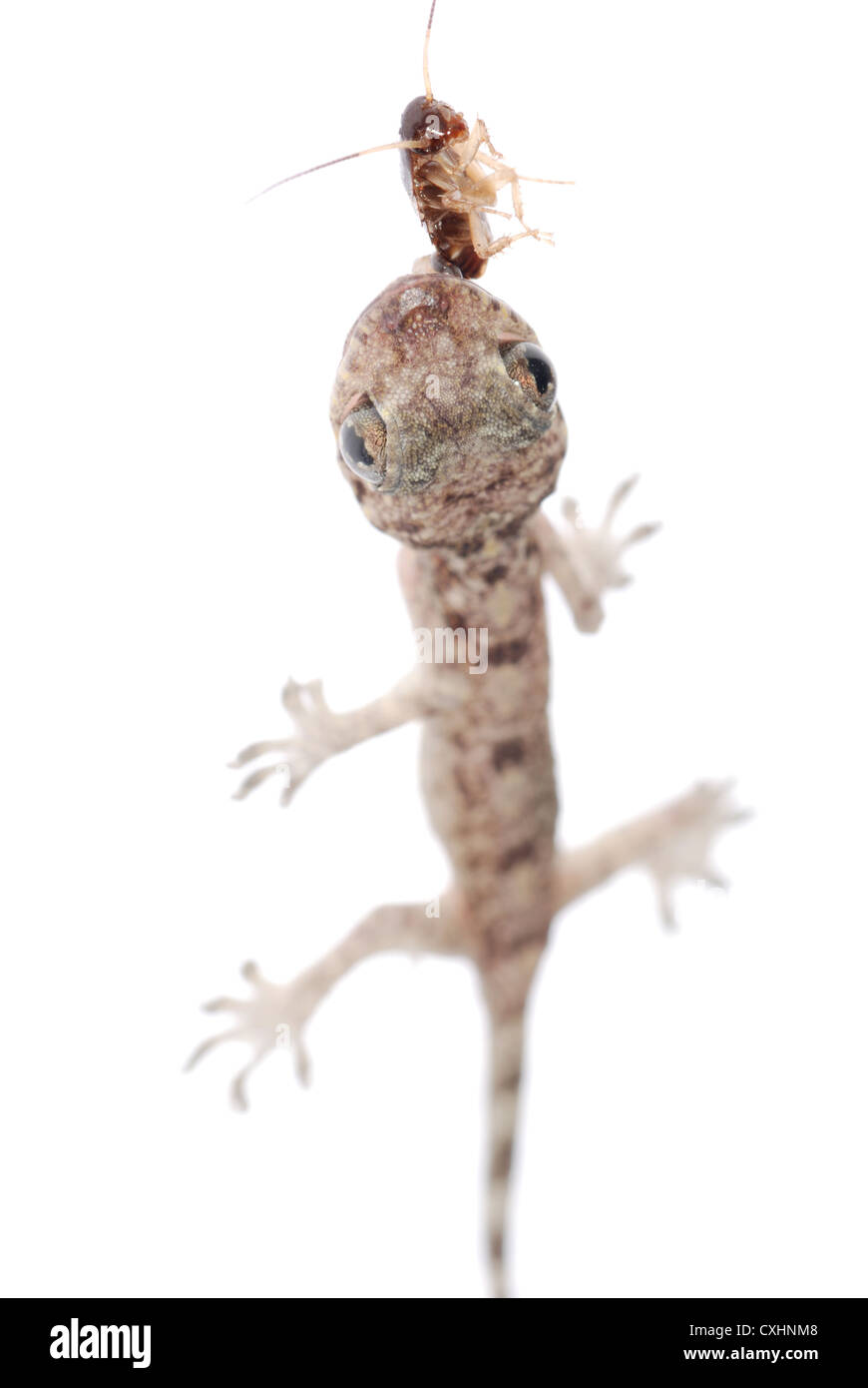gecko babe eat roach isolated Stock Photo - Alamy