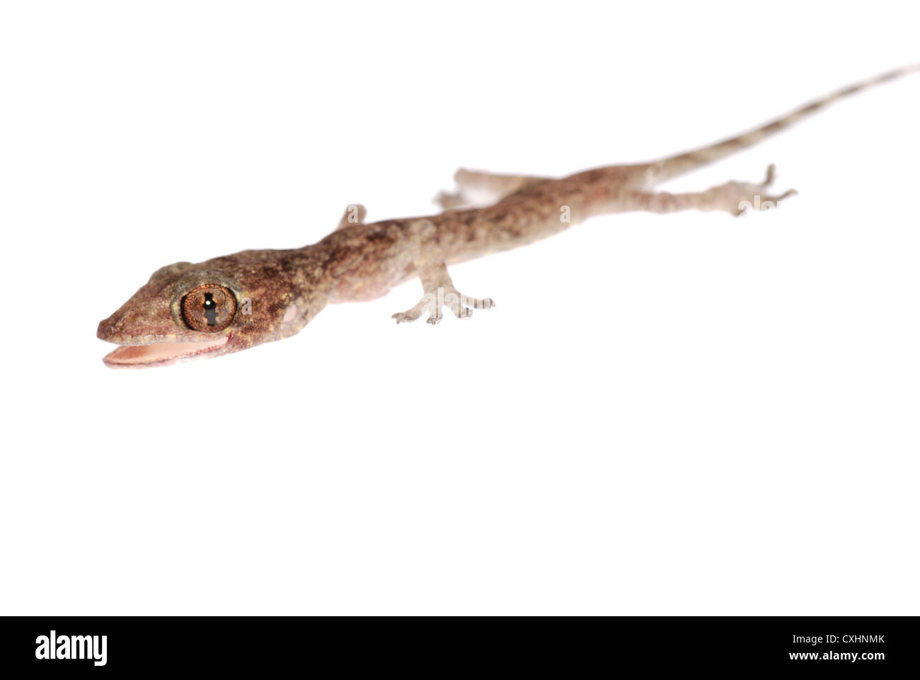 Baby gecko hi-res stock photography and images - Alamy
